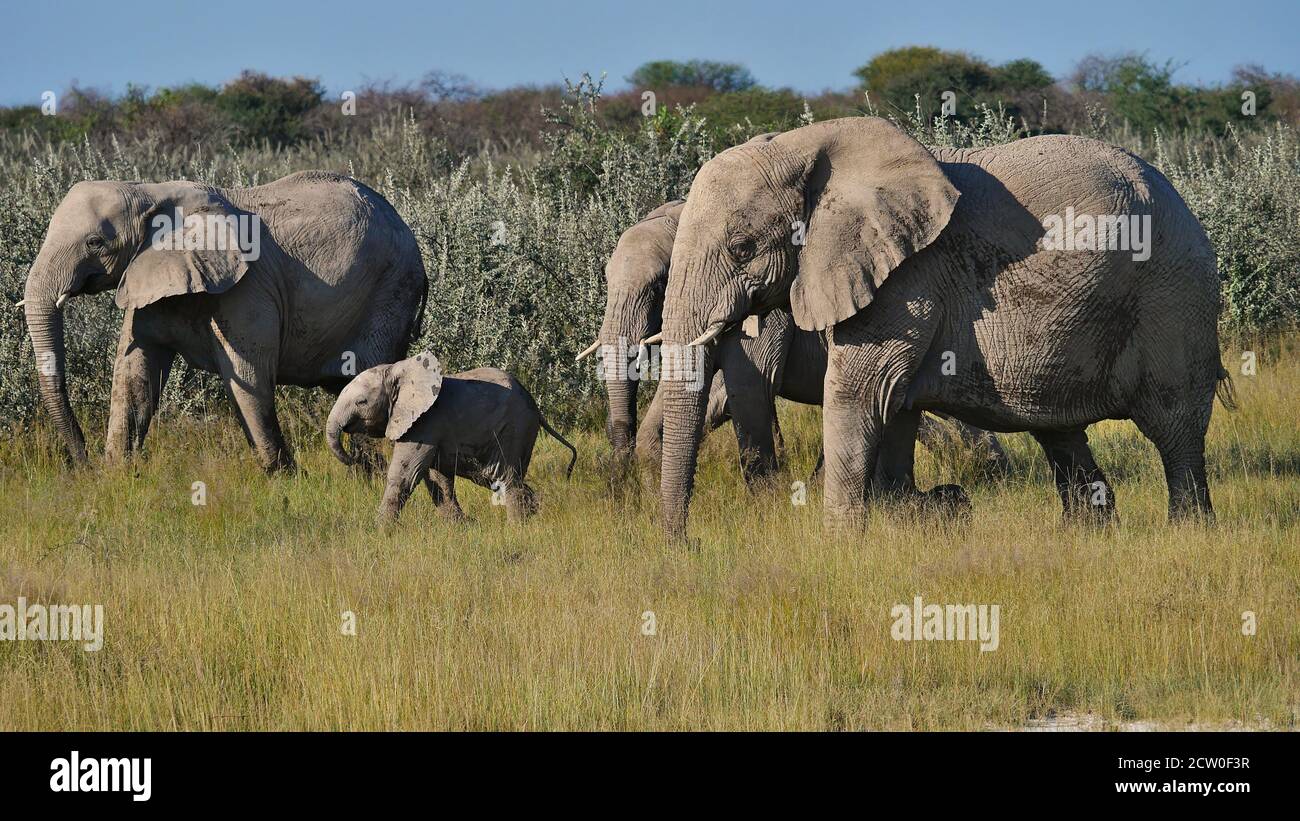 African forest elephant herd hi-res stock photography and images - Alamy