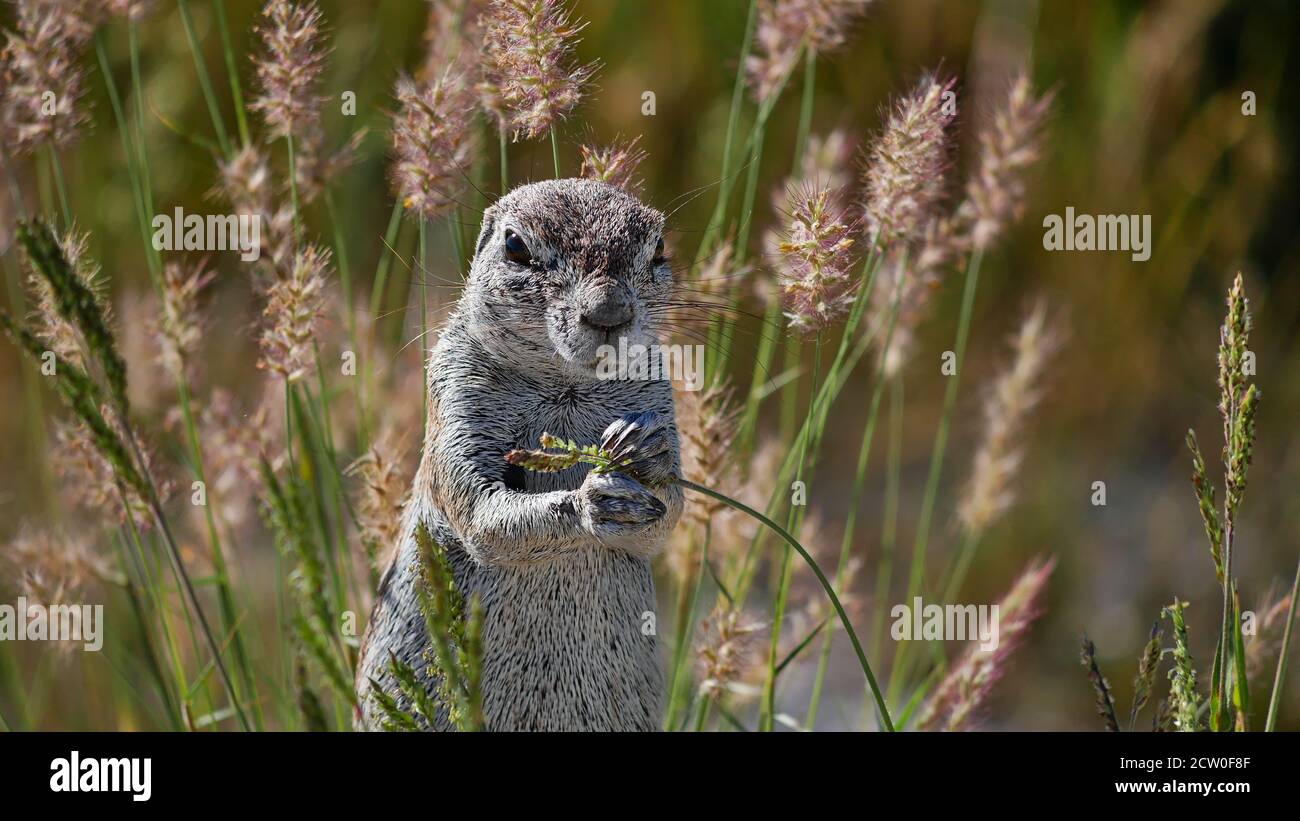 Front close-up view of cute single cape ground squirrel (xerus inauris ...