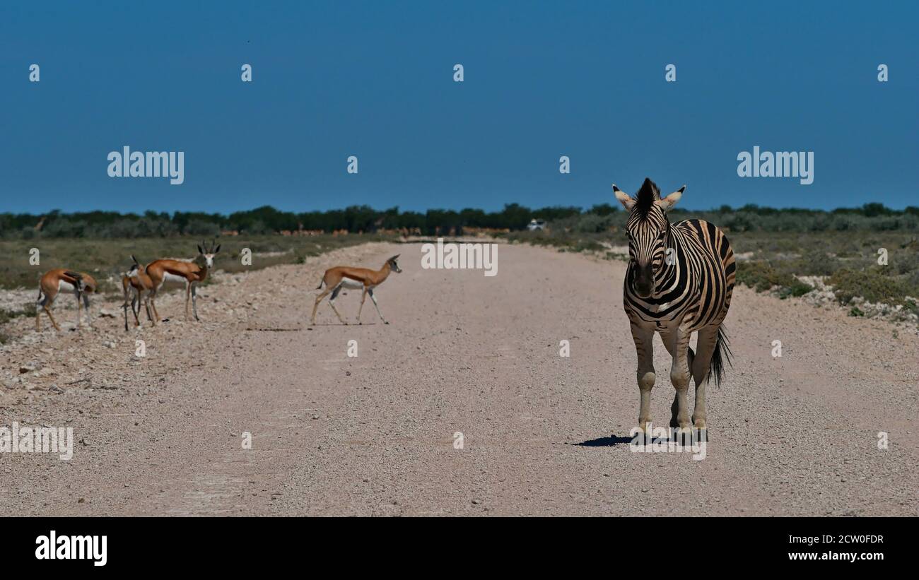 Animal blocking road hi-res stock photography and images - Alamy