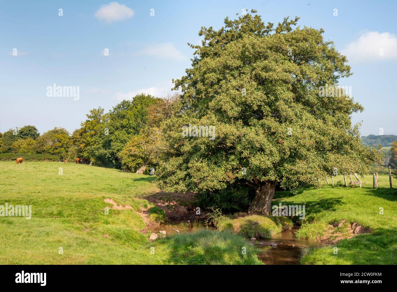 Tree standing in a Brook in the fields Stock Photo - Alamy