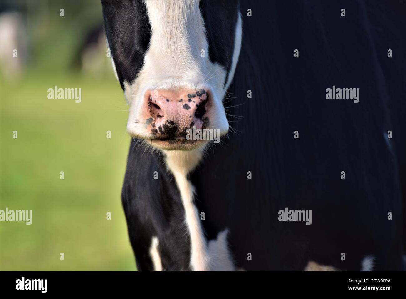 The nose of a black and white colored cow Stock Photo - Alamy