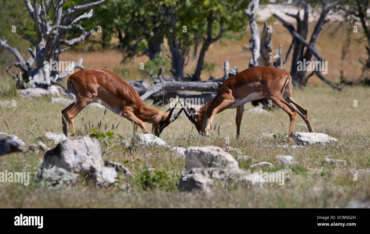 Dueling hi-res stock photography and images - Alamy