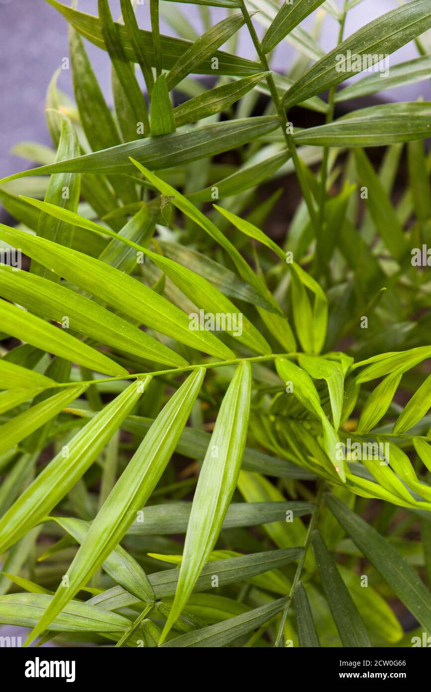 Chrysalidocarpus Lutescens High Resolution Stock Photography and Images ...
