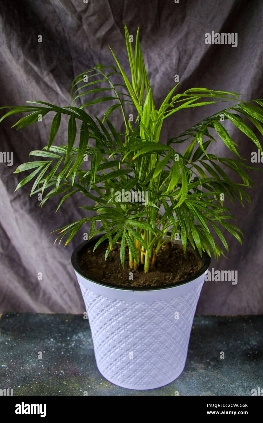 Chrysalidocarpus Lutescens High Resolution Stock Photography and Images ...