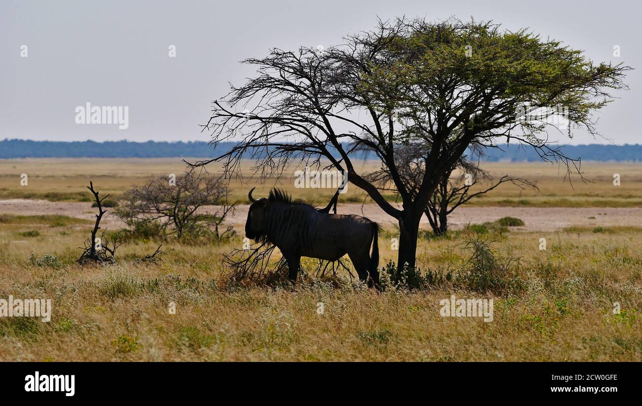 Common wildebeest blue wildebeest gnu hi-res stock photography and ...