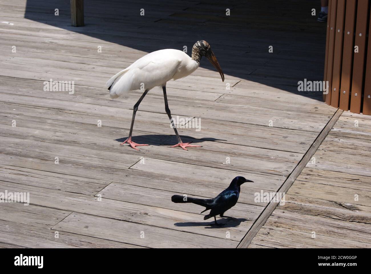 Birds go for a walk together Stock Photo - Alamy