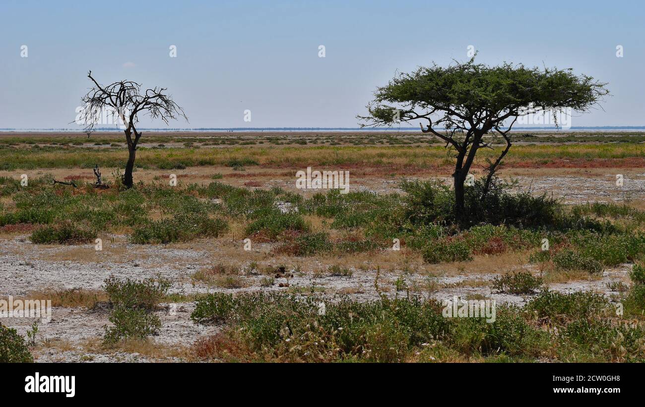 Two lone standing acacia trees (one dead) on a colorful meadow with ...