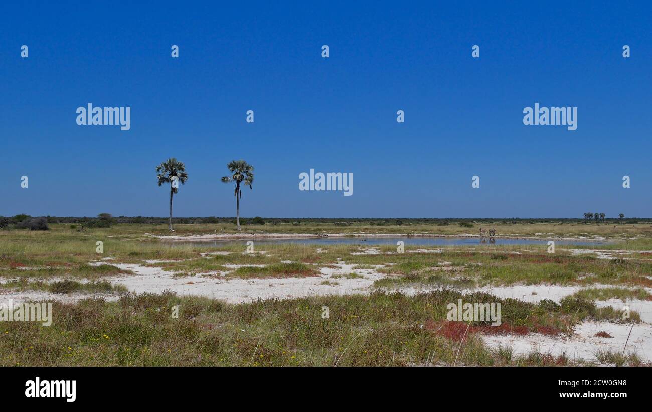 Makalani palms hi-res stock photography and images - Alamy