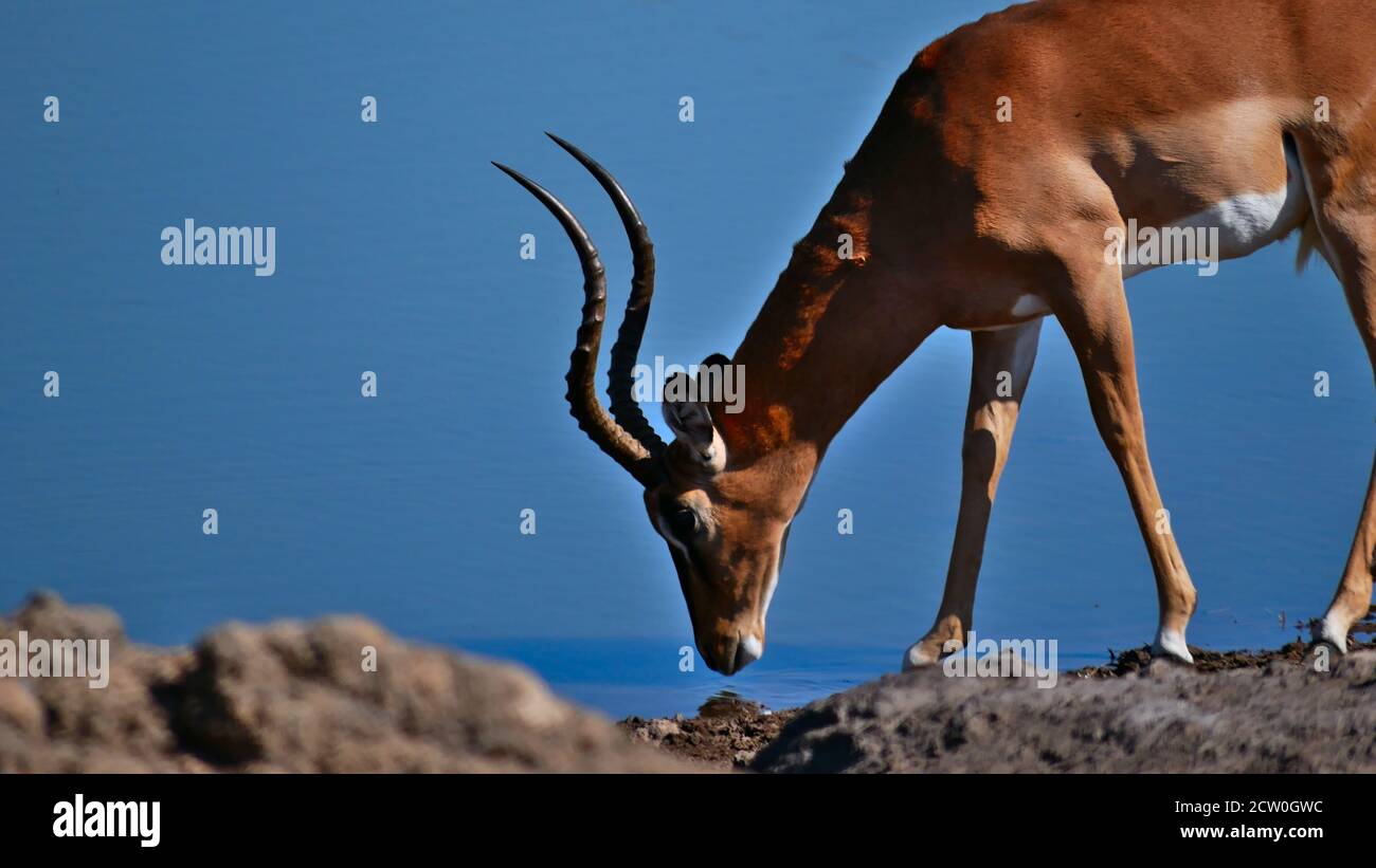 Single black-faced impala antelopes (aepyceros melampus) drinking at a ...