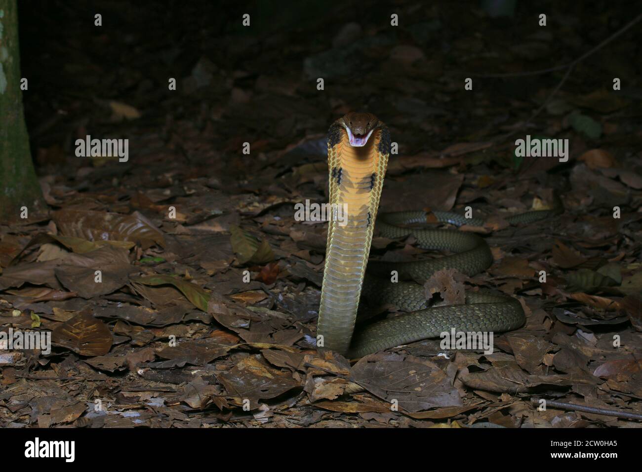 King cobra, Ophiophagus hannah, the longest venomous snake Stock Photo ...