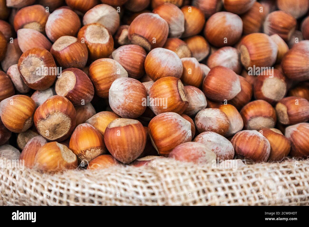 Shell closeup hi-res stock photography and images - Alamy