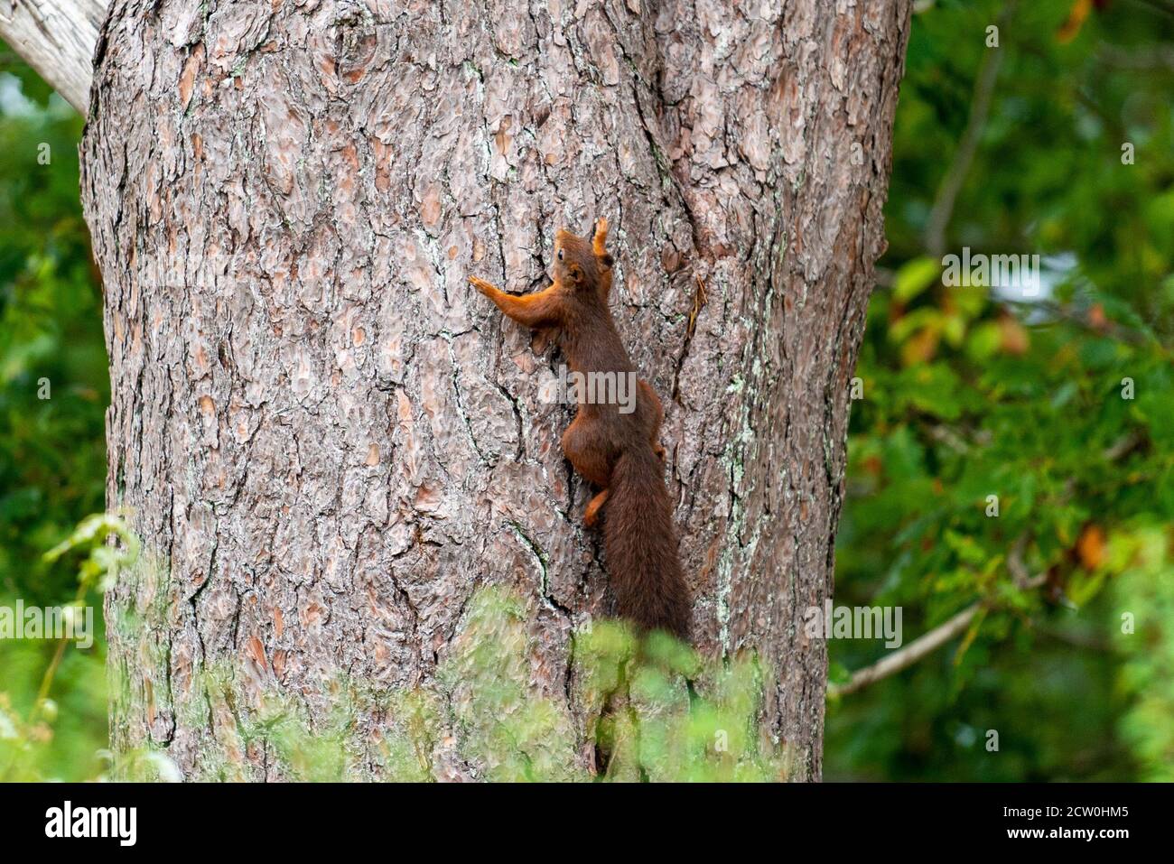 Scampering squirrel hi-res stock photography and images - Alamy