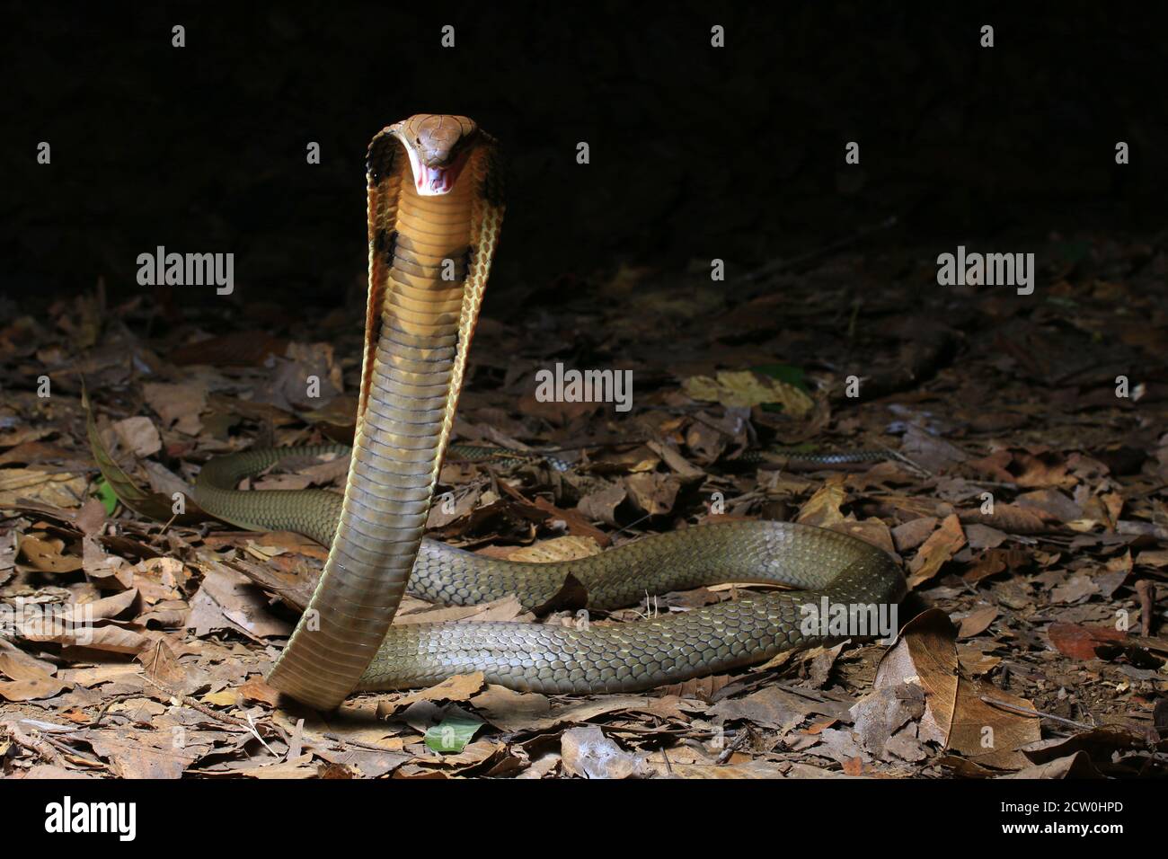 A young King cobra, Ophiophagus hannah is the world longest venomous ...