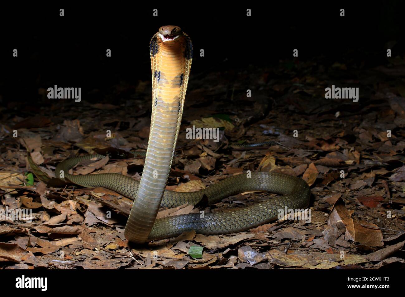 A young King cobra, Ophiophagus hannah is the world longest venomous ...