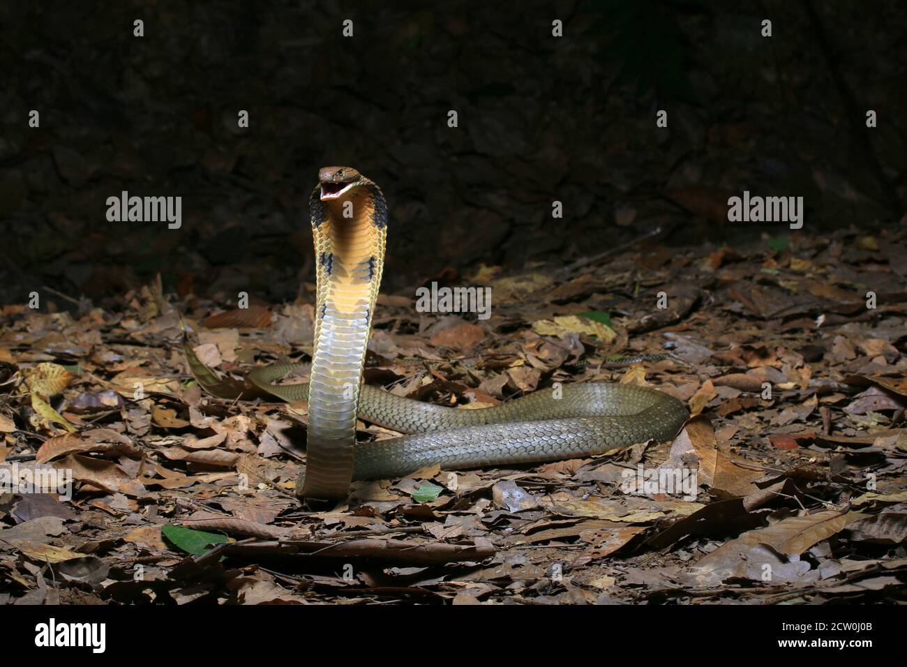 Necrosis High Resolution Stock Photography and Images - Alamy