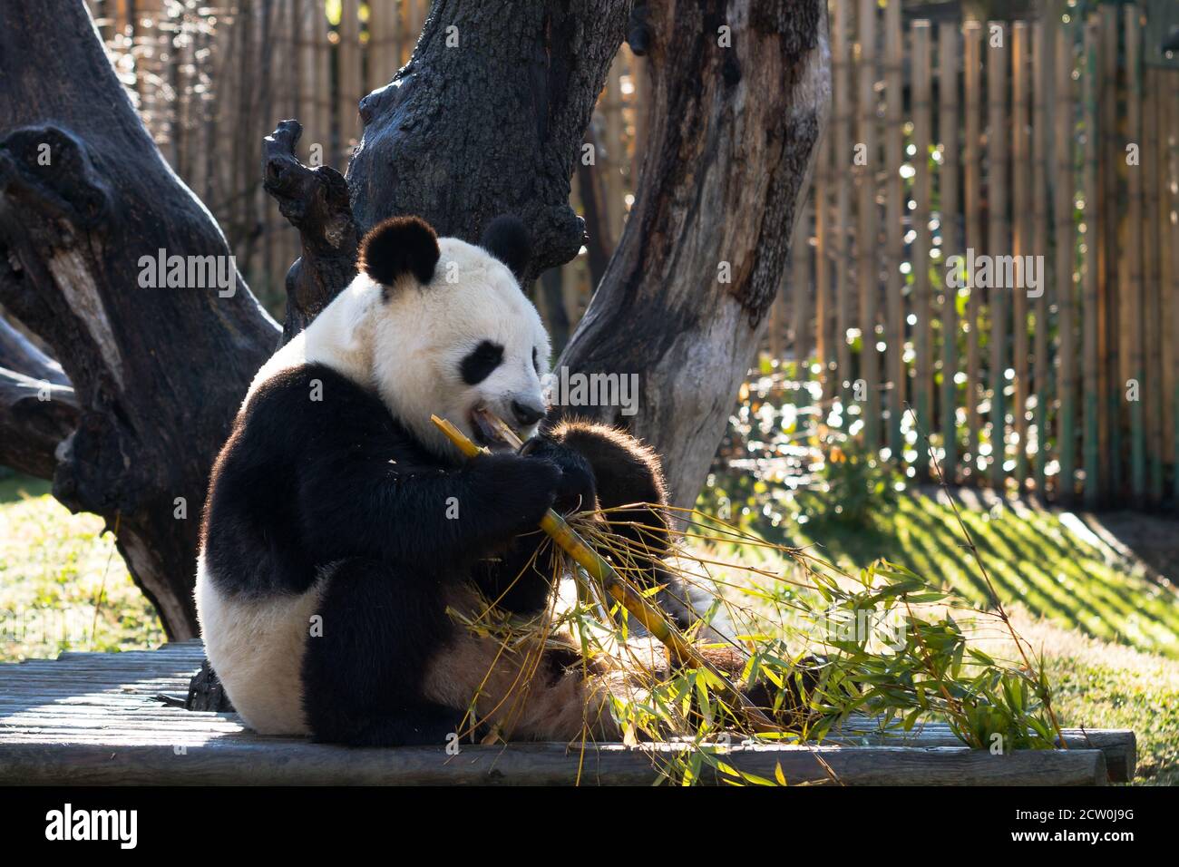 Cute panda sitting and eating bamboo Stock Photo - Alamy