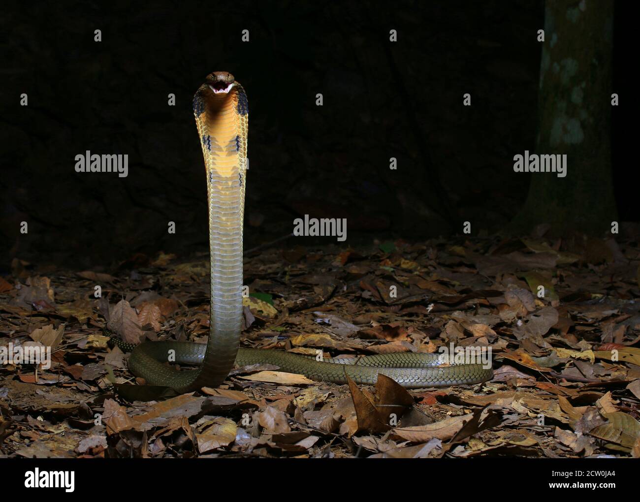 A young King cobra, Ophiophagus hannah is the world longest venomous ...