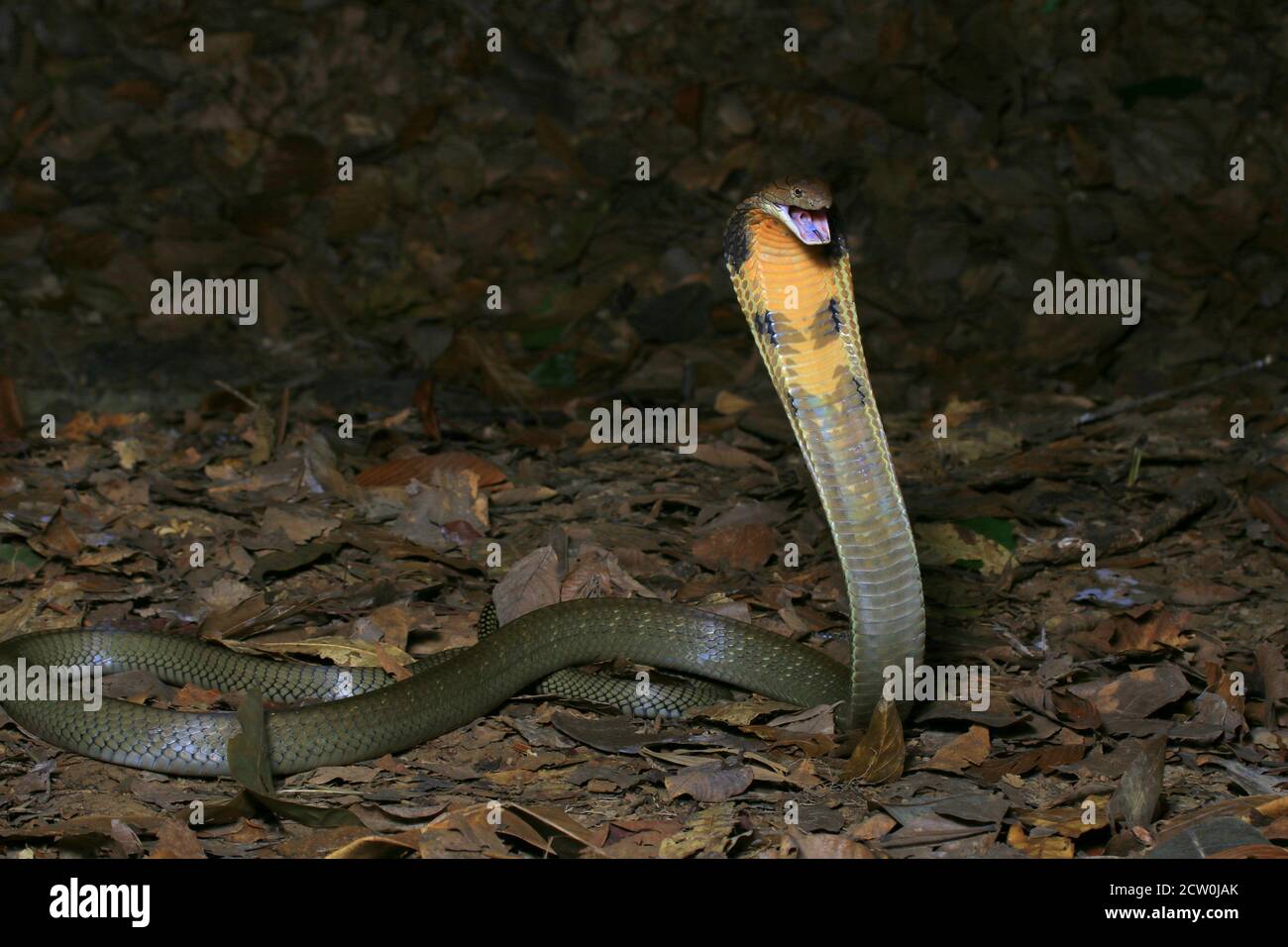 King cobra, Ophiophagus hannah is a venomous snake from the Elapidae ...