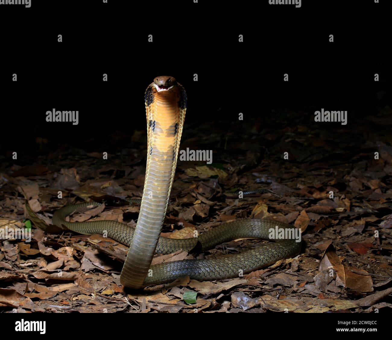 King cobra, Ophiophagus hannah is a venomous snake from the Elapidae ...