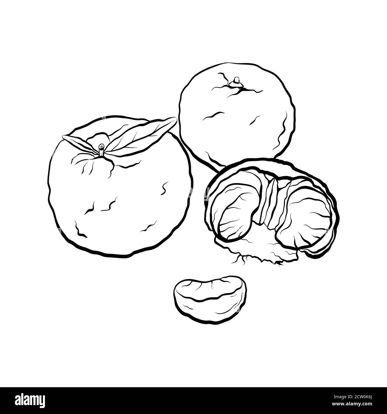 Tangerine plant Black and White Stock Photos & Images - Alamy