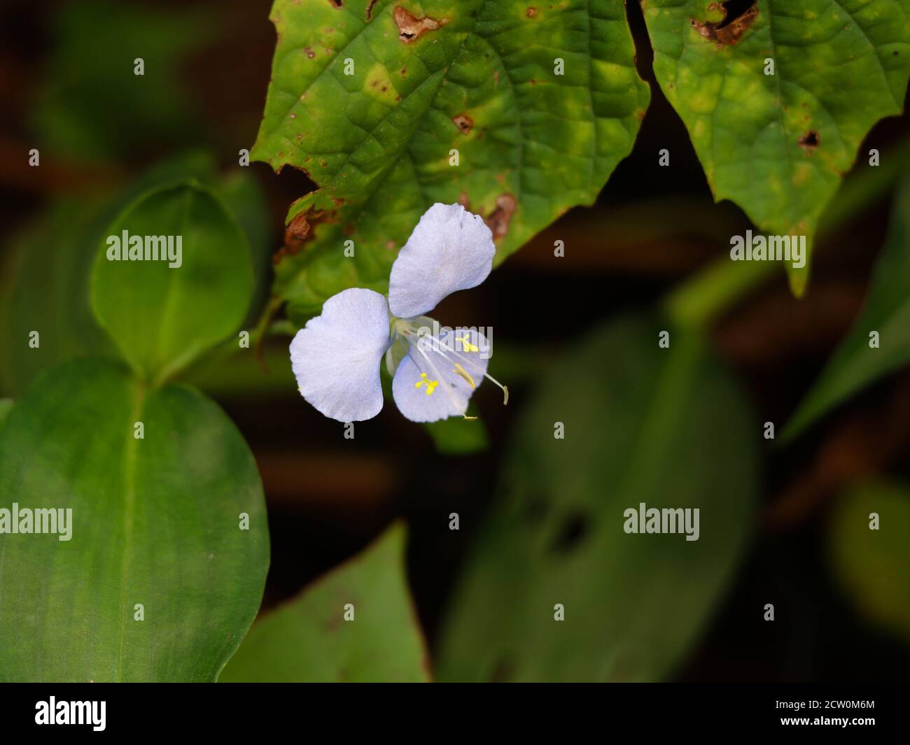 Tiny white color flower of a weed plant from Western Ghats, selective ...
