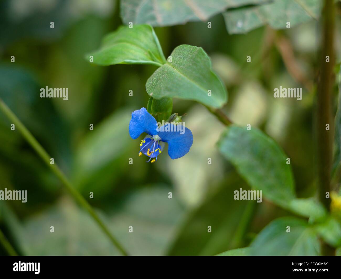 Tiny blue color flower of a weed plant from Western Ghats, selective ...