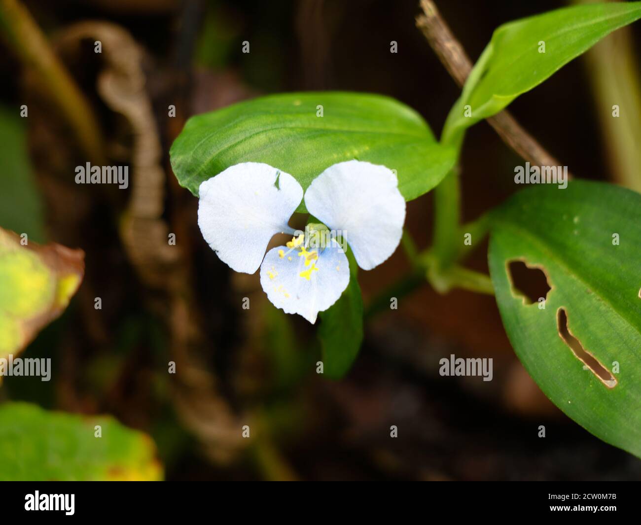 Tiny white color flower of a weed plant from Western Ghats, selective ...