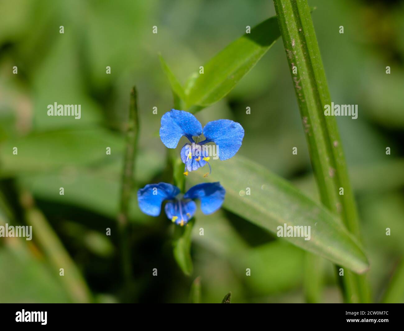 Tiny blue color flower of a weed plant from Western Ghats, selective ...
