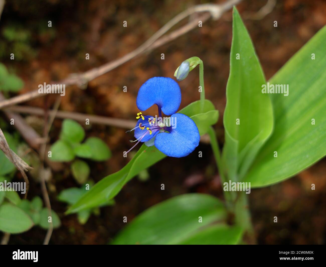 Tiny blue color flower of a weed plant from Western Ghats, selective ...