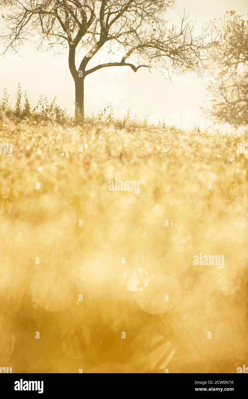 Magic hour in golden grassland with glowing dew at sunrise, bare trees ...