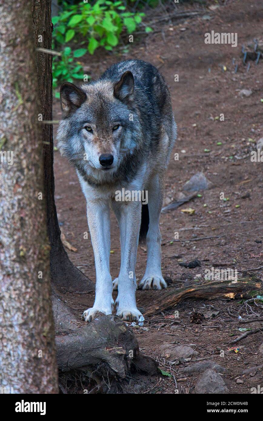 Montebello,Quebec,Canada,September 25, 2020.Grey wolf in an animal ...