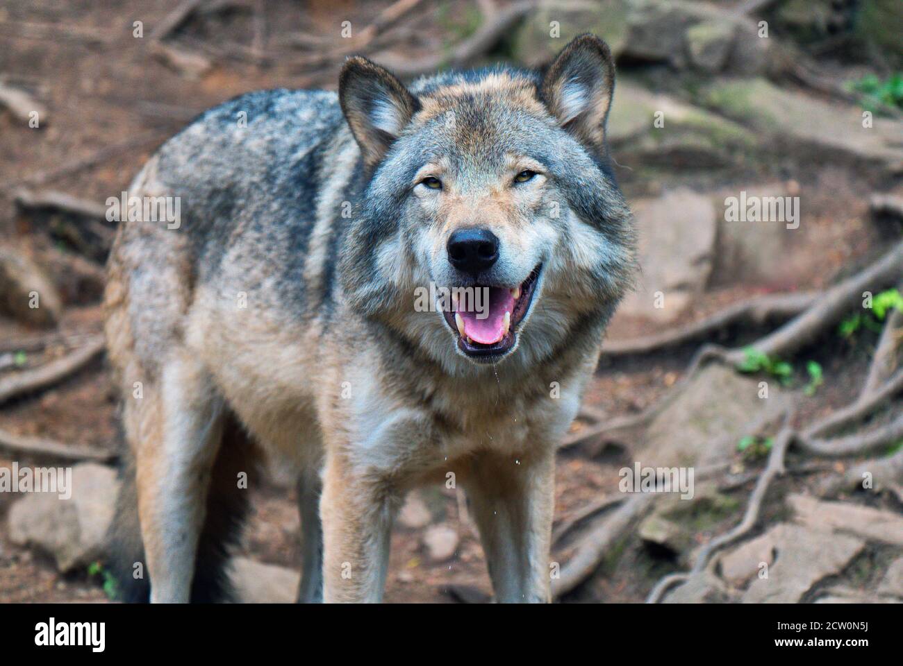 Montebello,Quebec,Canada,September 25, 2020.Grey wolf in an animal ...