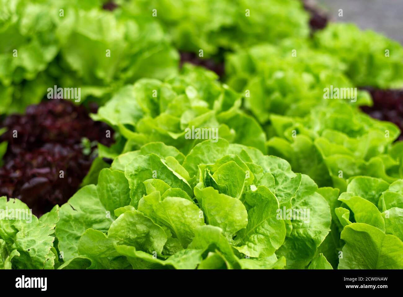 Canada lettuce hi-res stock photography and images - Alamy