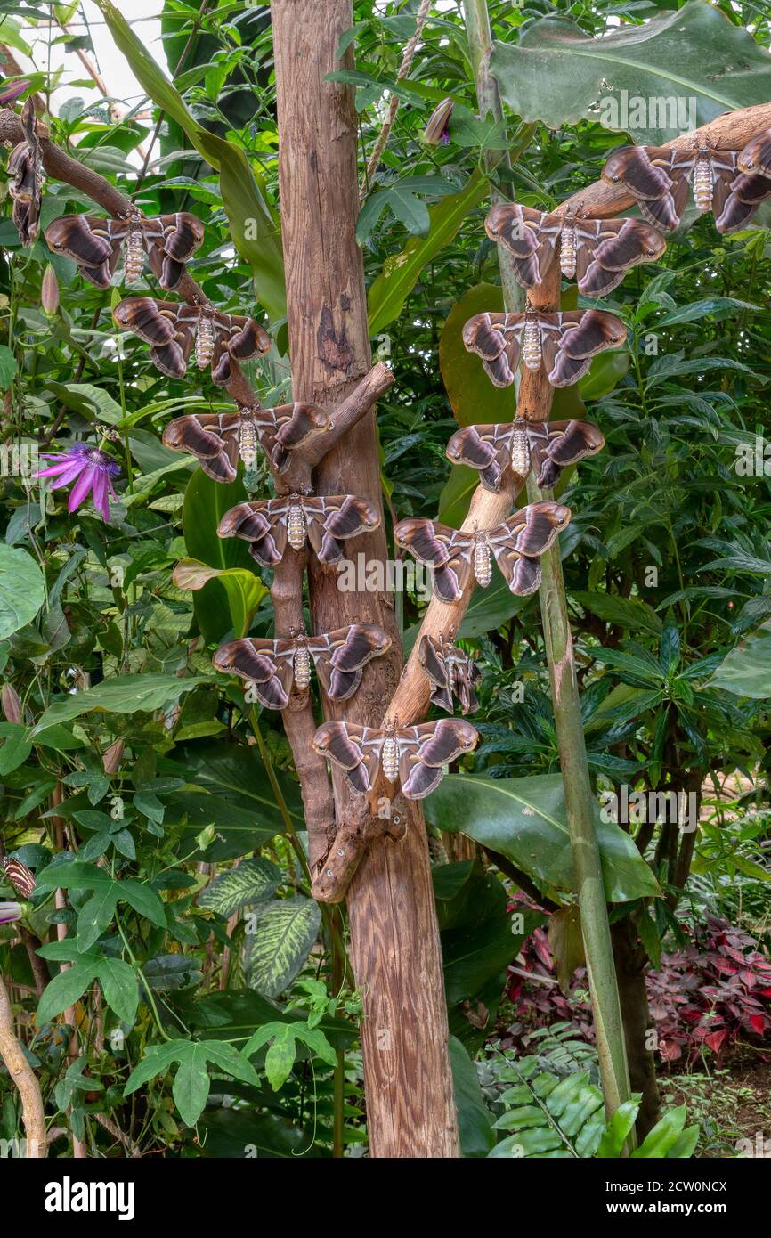 Many very large butterflies of the species samia cynthia perched on the ...