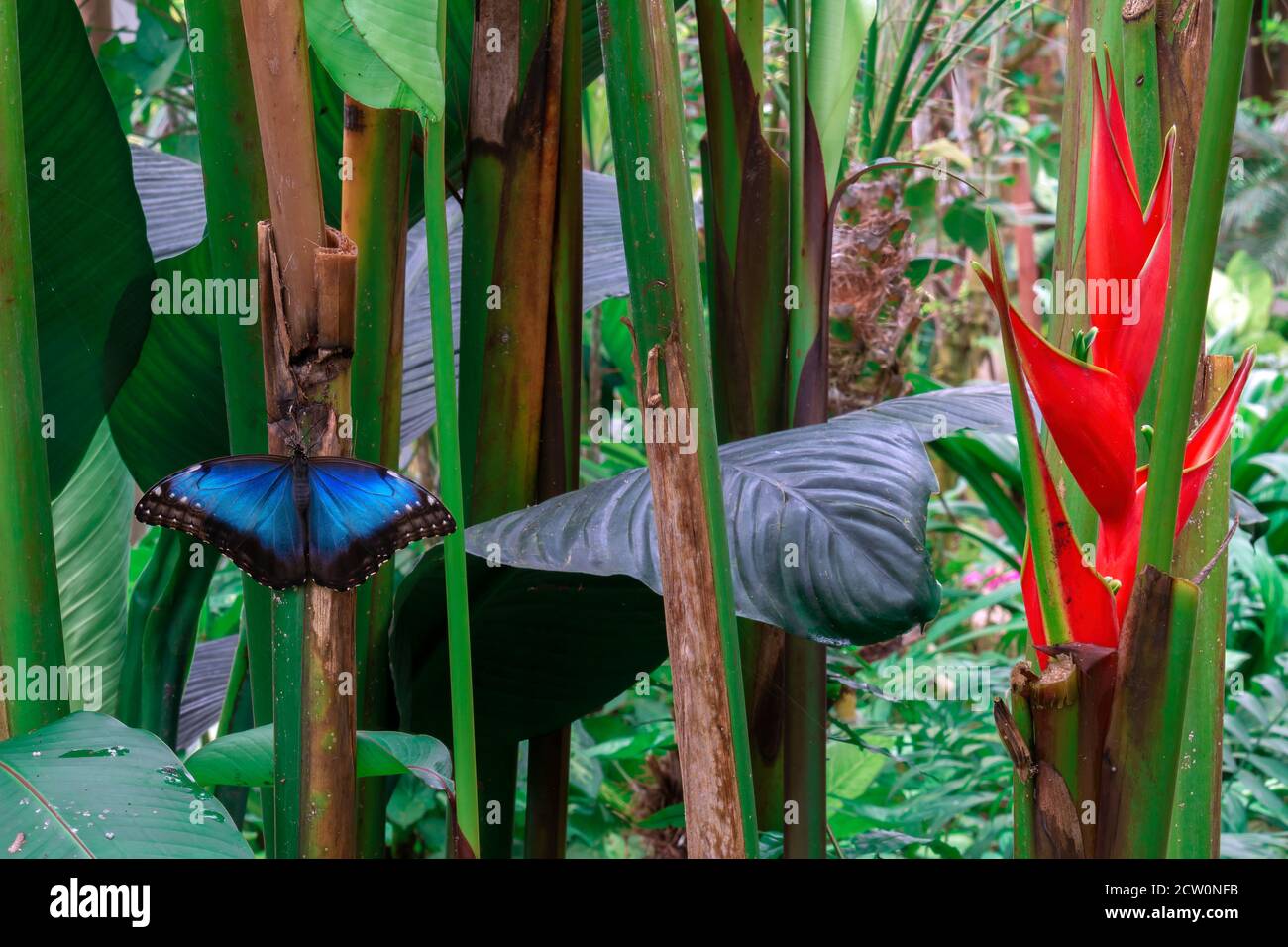 Blue morpho butterfly chrysalis hi-res stock photography and images - Alamy