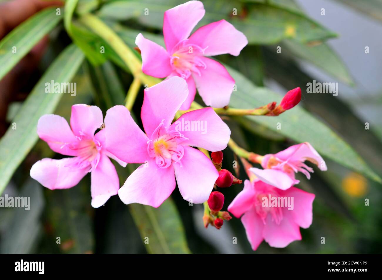 Arali hi-res stock photography and images - Alamy