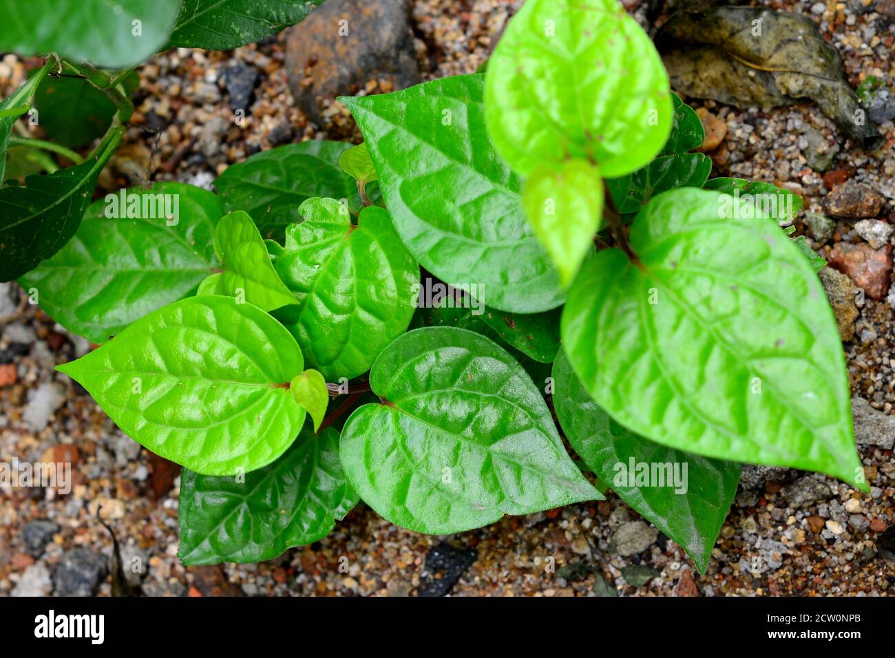 A bunch of betel leaf in the ground starting a creeper after a rainy ...