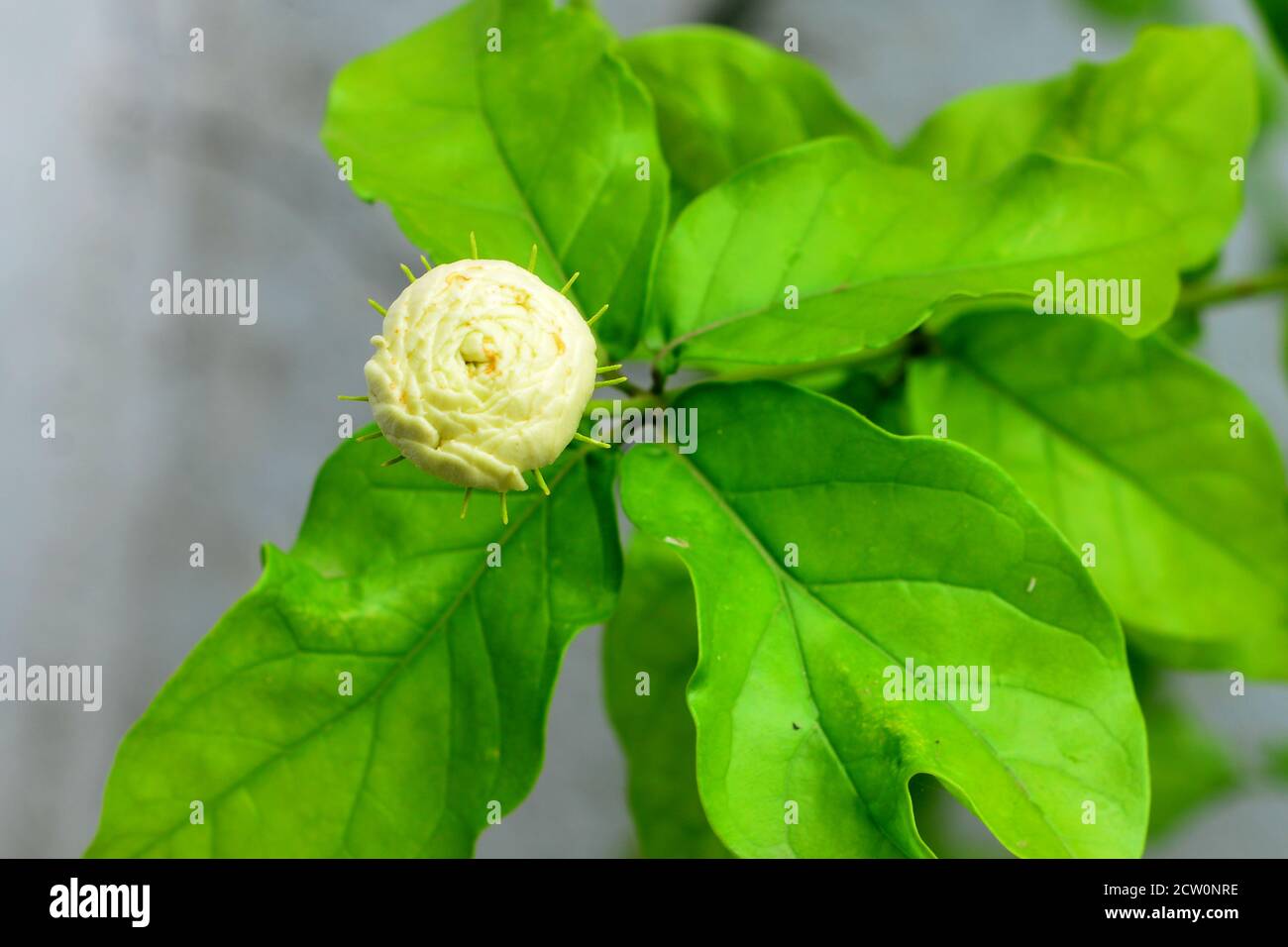 Big jasmine hi-res stock photography and images - Alamy