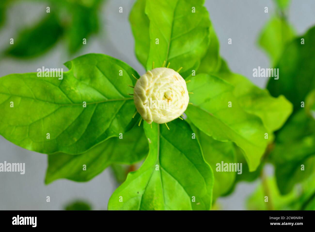 Big jasmine hi-res stock photography and images - Alamy