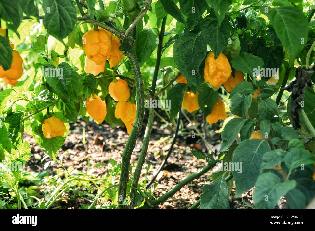 A beautiful Carolina reaper Yellow chili plant Stock Photo - Alamy