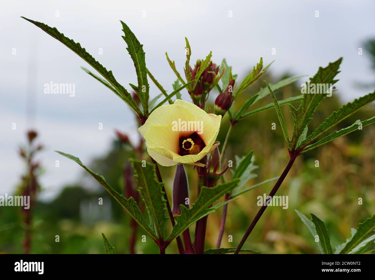 Yellow okra flower, also known as Carmine Splendor Stock Photo - Alamy