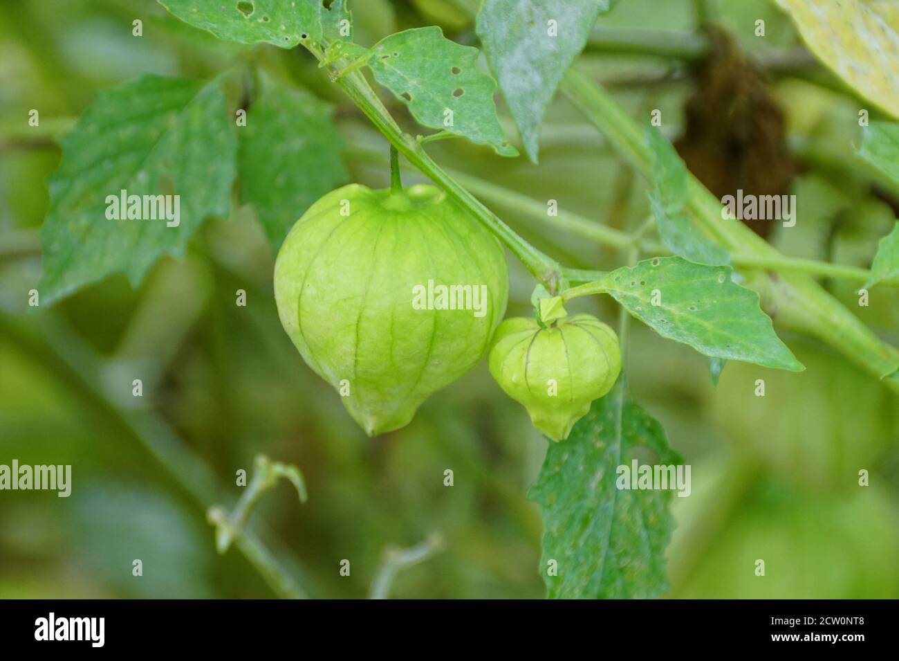 A raw tomatillo on the tree, also known as the Mexican husk tomato ...