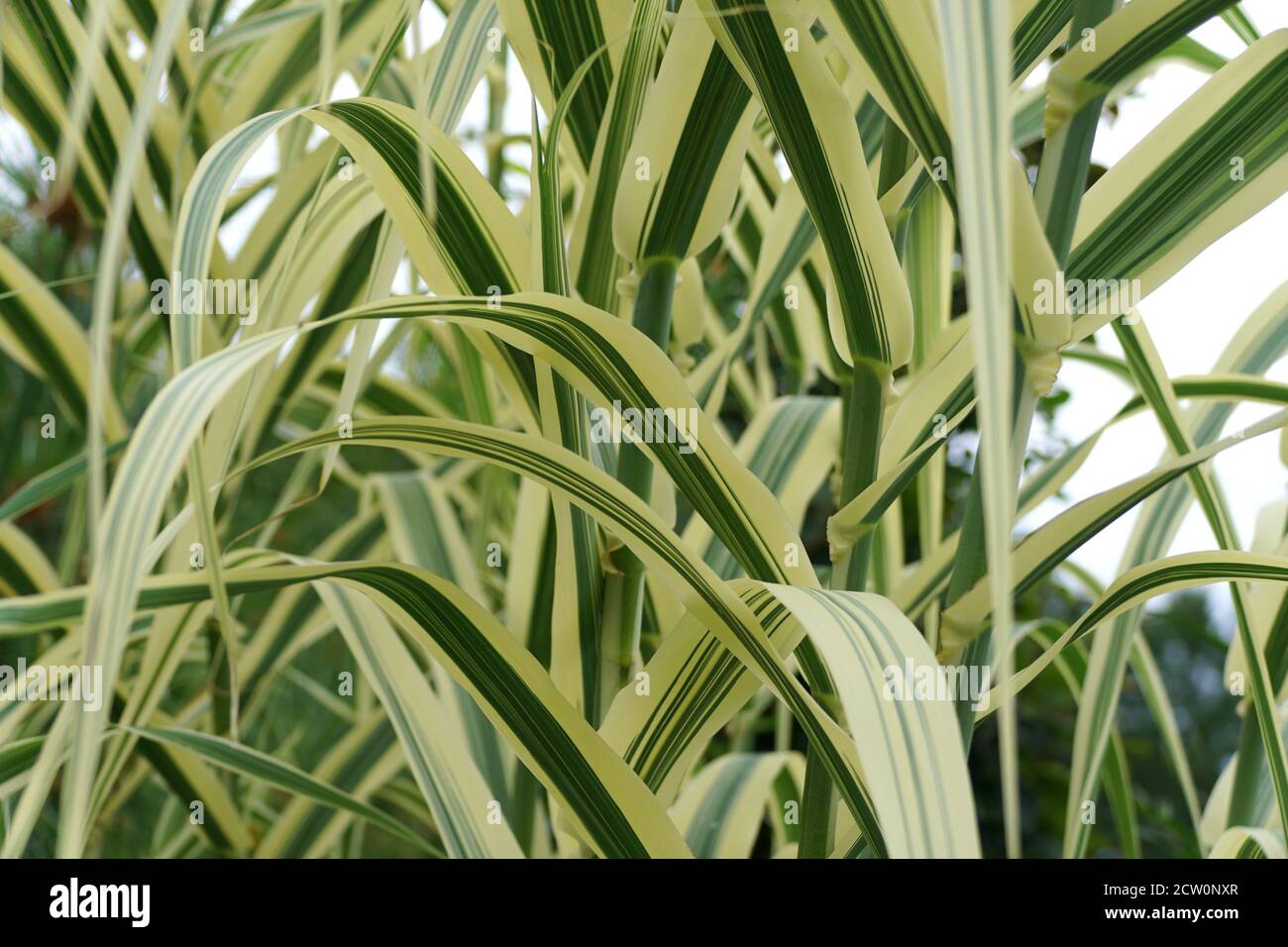 White and green leaves of Giant Reed 'Pepperment Stick' plant Stock ...