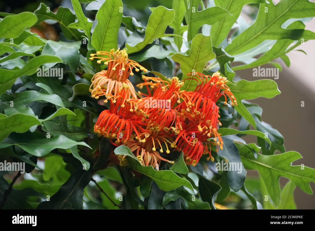 Bright red and orange color of Firewheel tree flowers from Australia ...