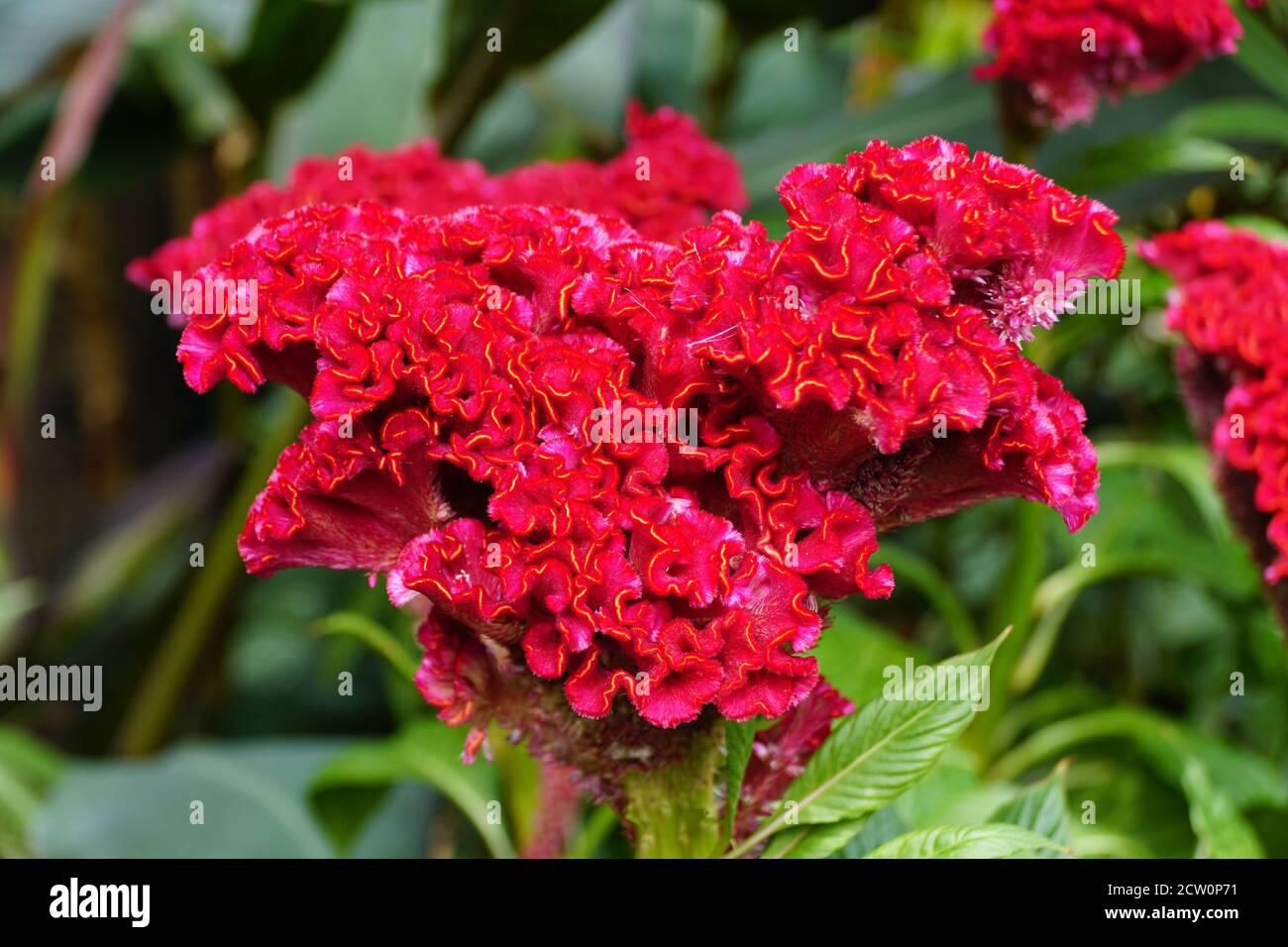 Beautiful dark red color of Cockscomb "Bombay Fire" flower Stock Photo ...
