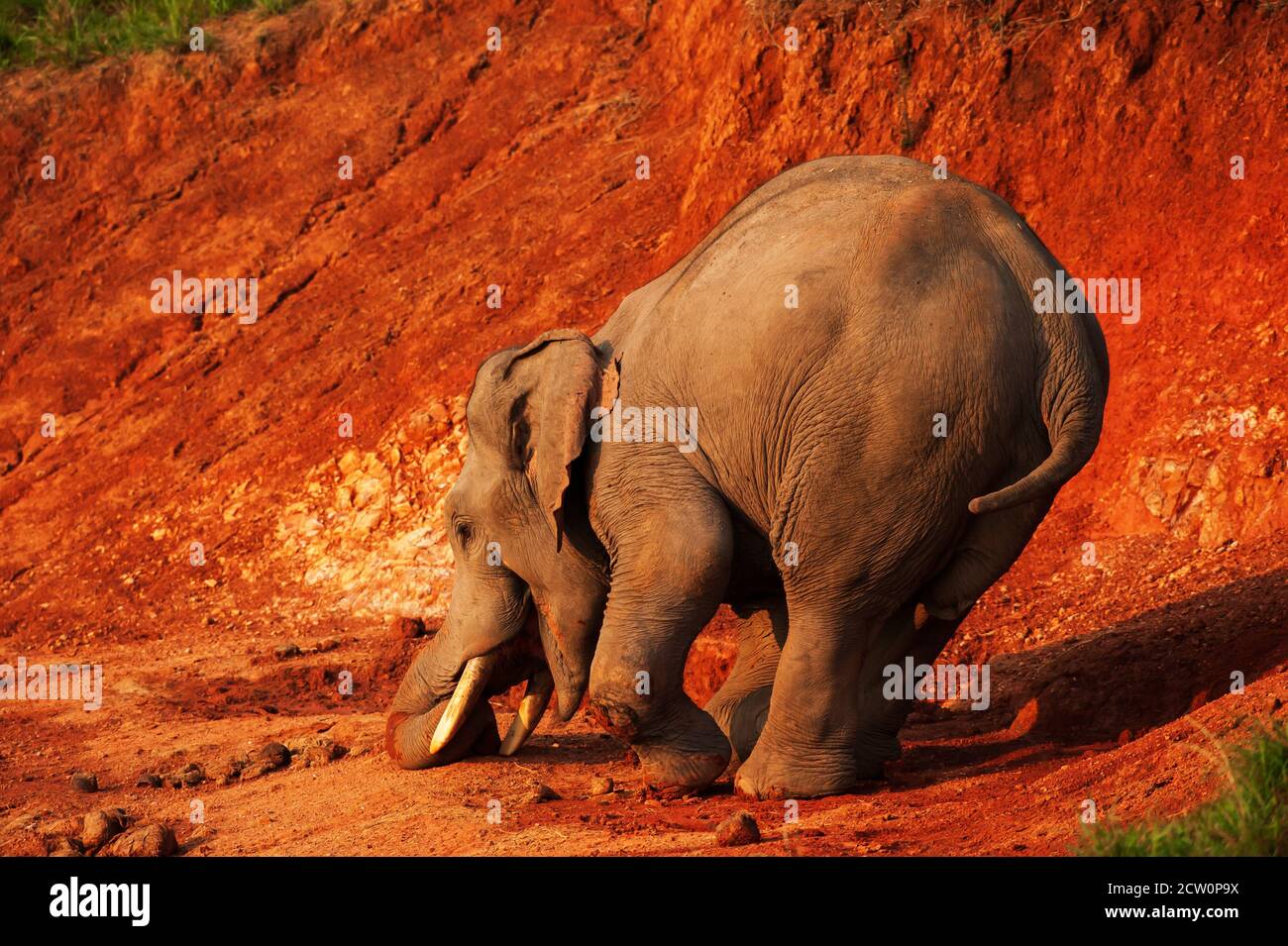 Happy an Asian Elephant feeding on salt lick on rain morning. Khao Yai ...