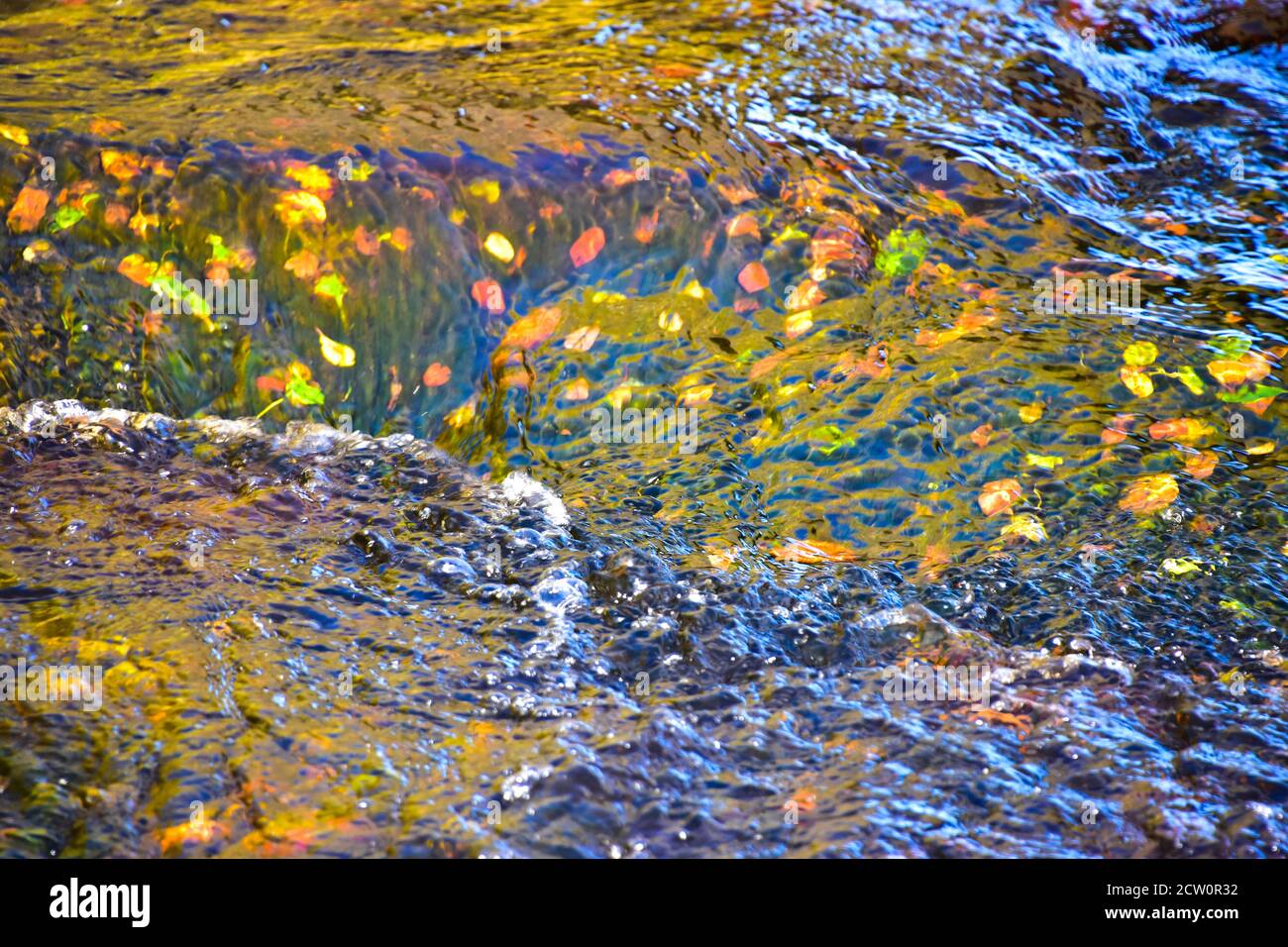 Autumn leaves in a stream, Colden Water, Jack Bridge, Pennines, West ...