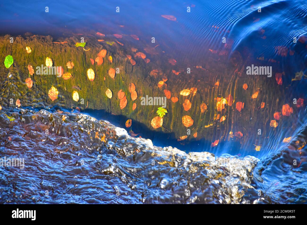 Autumn leaves in a stream, Colden Water, Jack Bridge, Pennines, West ...