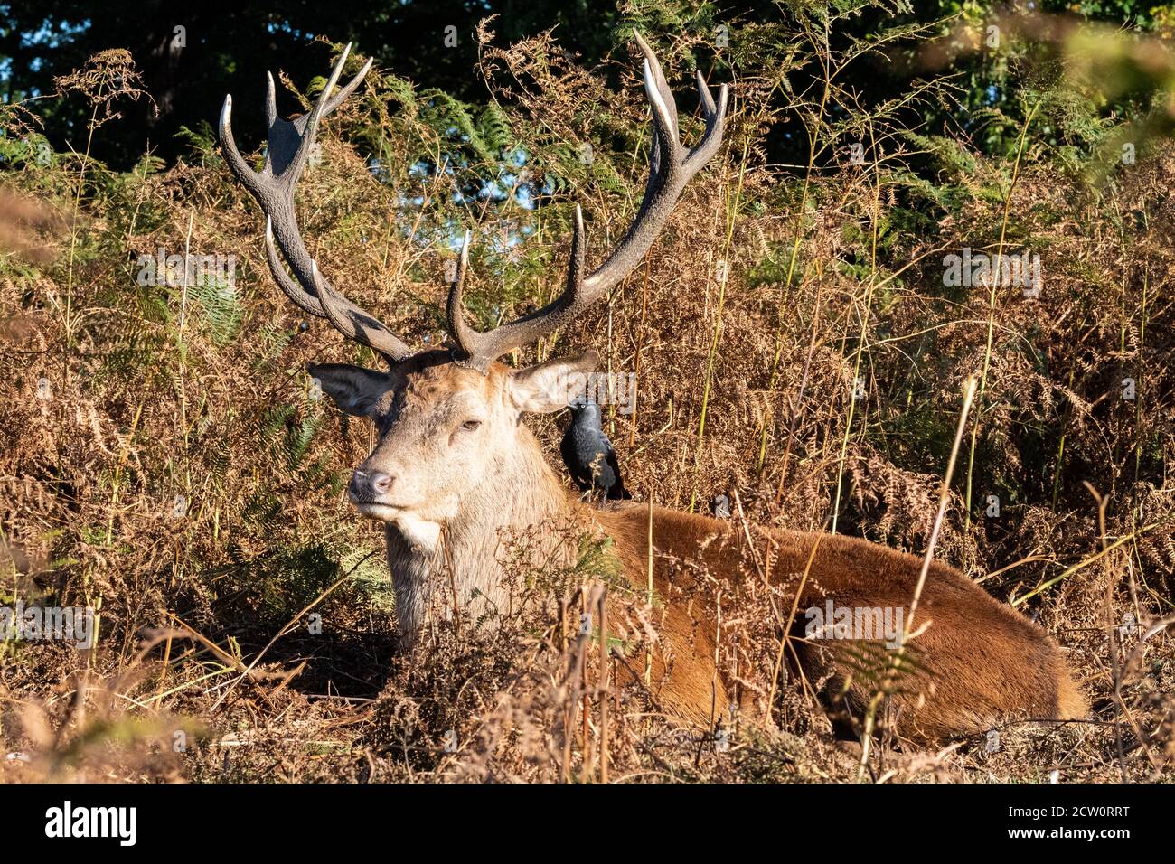 Jackdaw preening hi-res stock photography and images - Alamy