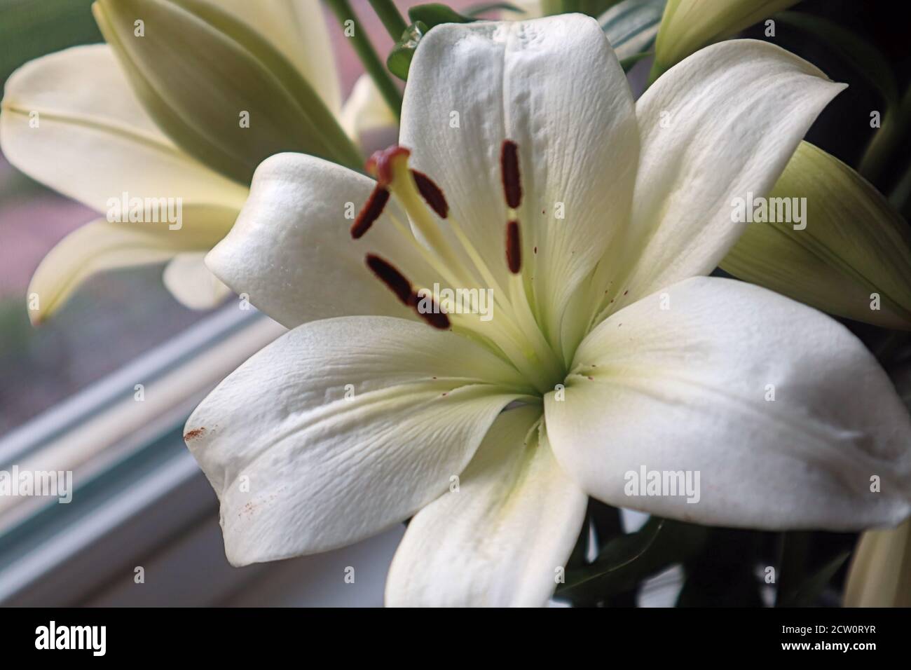 White lilly hi-res stock photography and images - Alamy